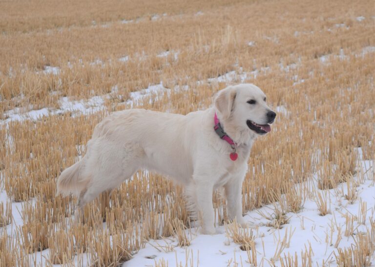 Tanzy | VS Golden Fields